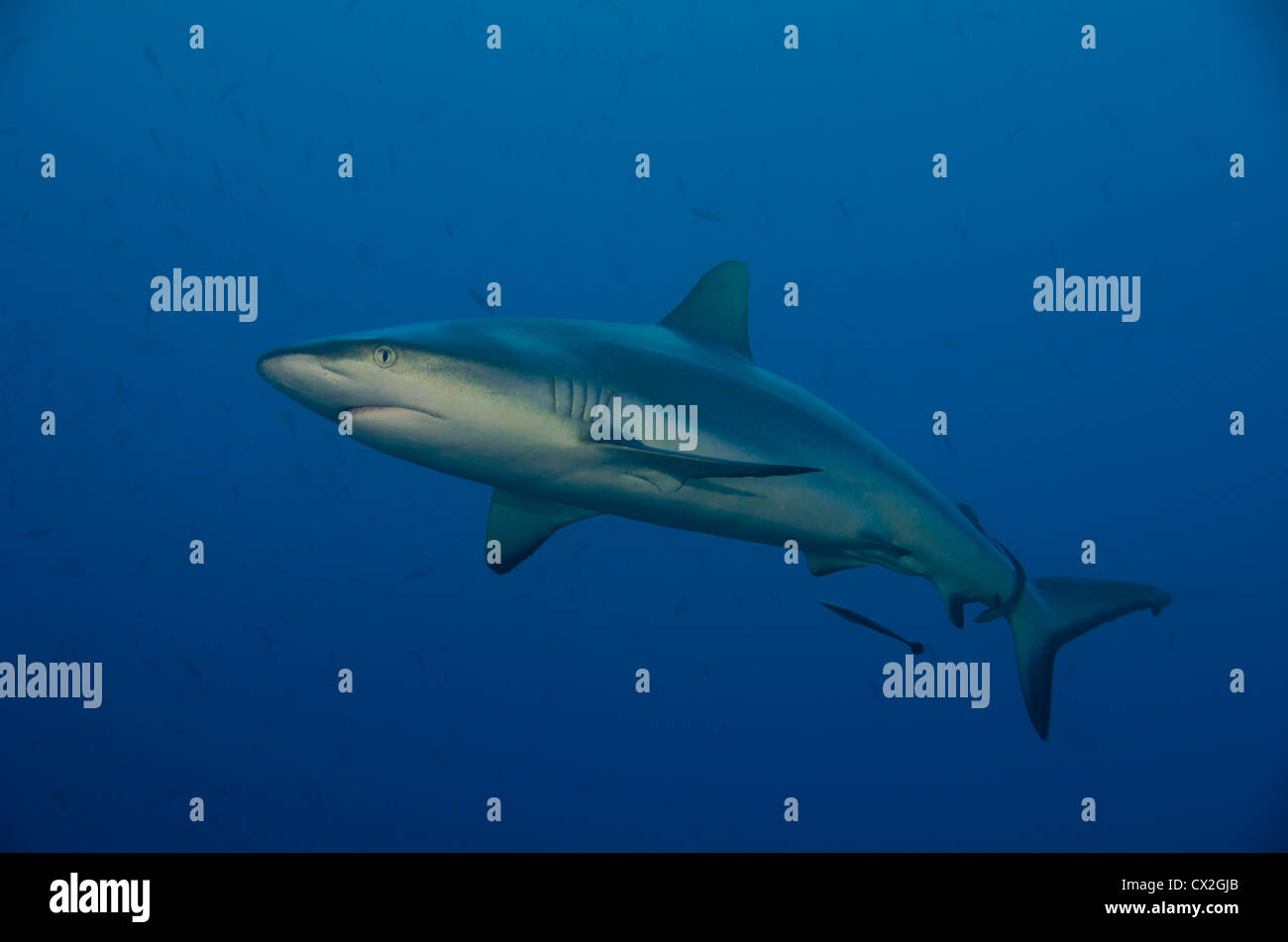 underwater scene of Palau, coral reefs, sharks, grey reef shark ...