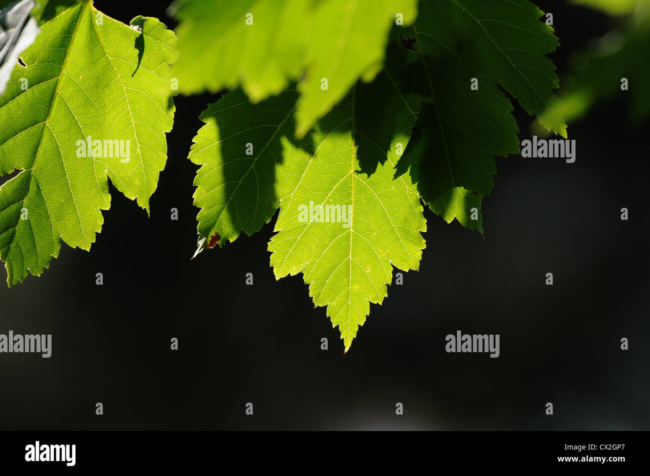 Maple leaf in summer sun Stock Photo - Alamy