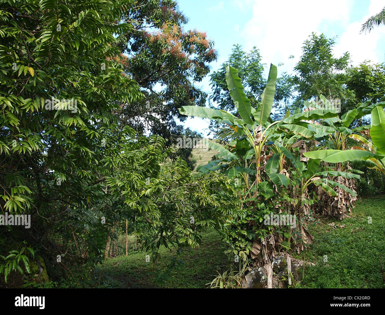 Banana trees and trees in a garden Stock Photo - Alamy