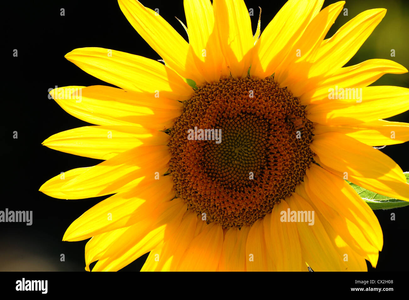 sunflower in summer Stock Photo - Alamy