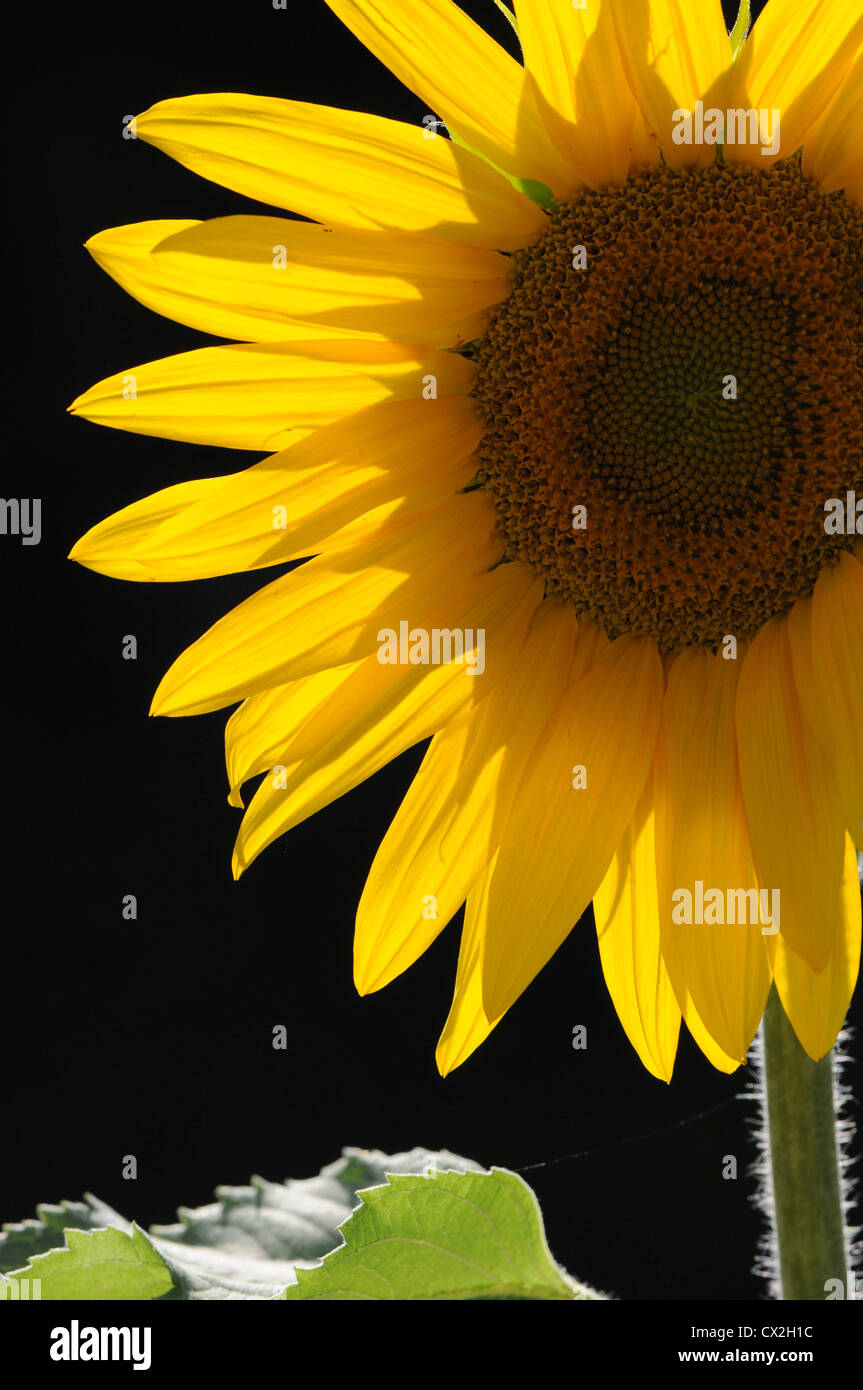 sunflower in summer Stock Photo - Alamy
