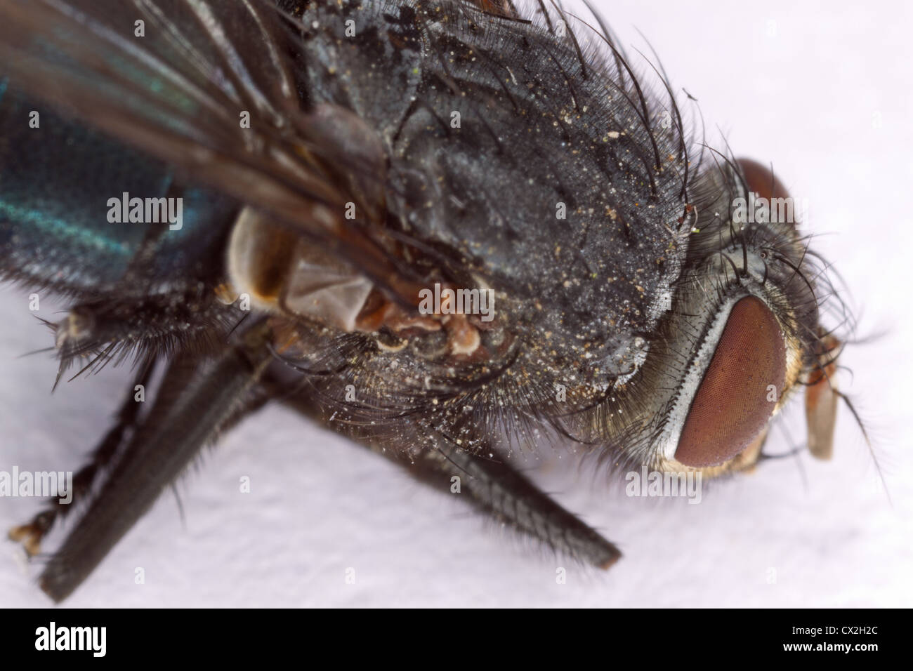 Extreme macro of a house-fly head showing compound eyes - shallow dof ...