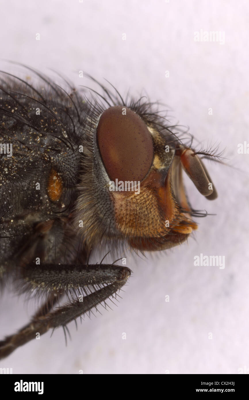 Extreme macro of a house-fly head showing compound eyes - shallow dof ...