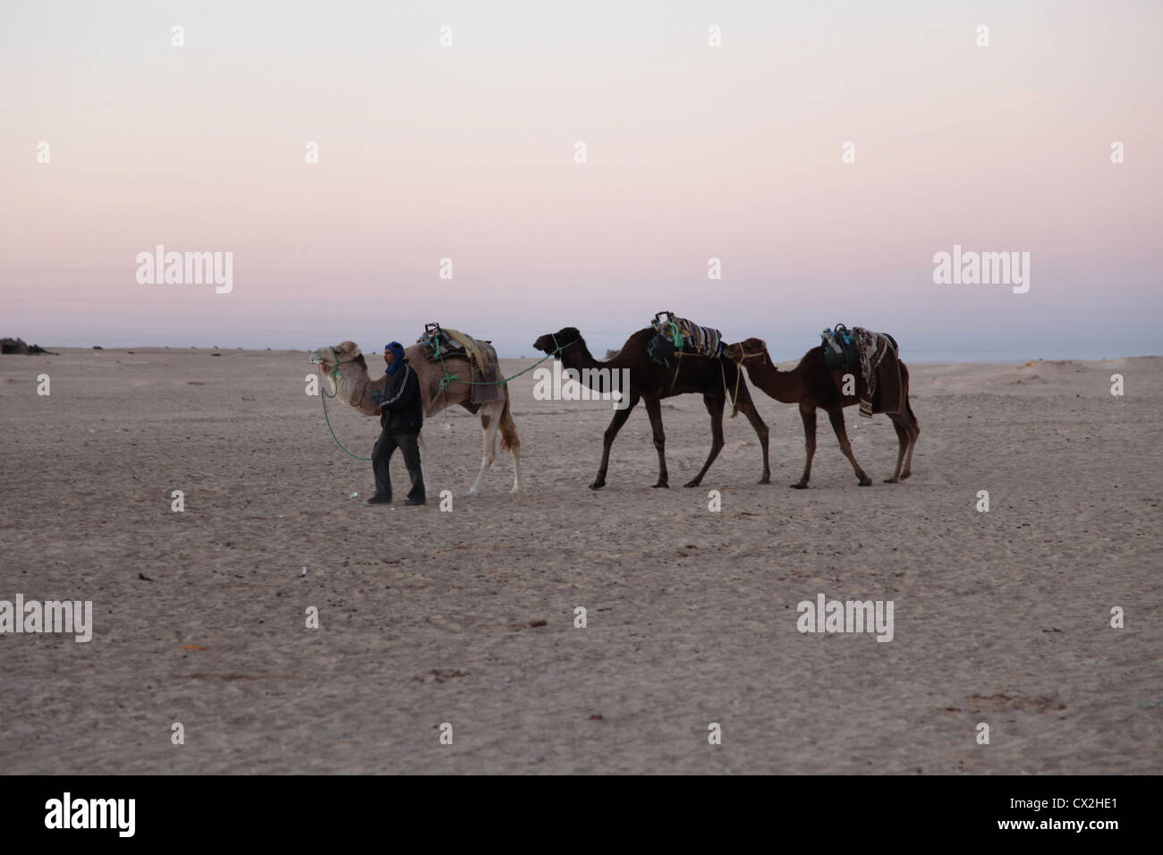 Morning in Sahara desert Stock Photo - Alamy