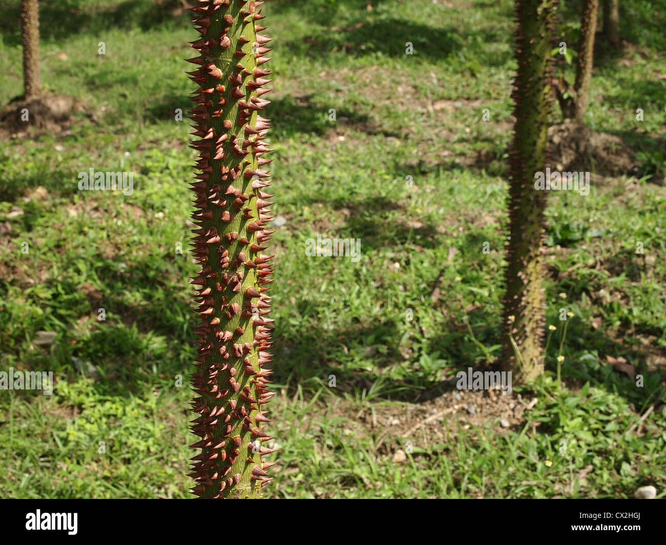A thorny tree Stock Photo - Alamy