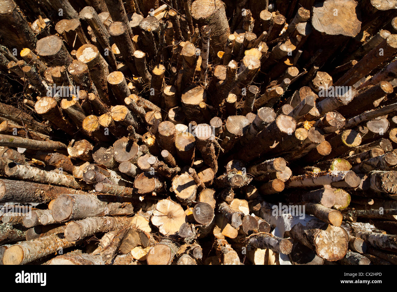 Pile of old decaying timber ( mainly birch , betula ) , Finland Stock ...
