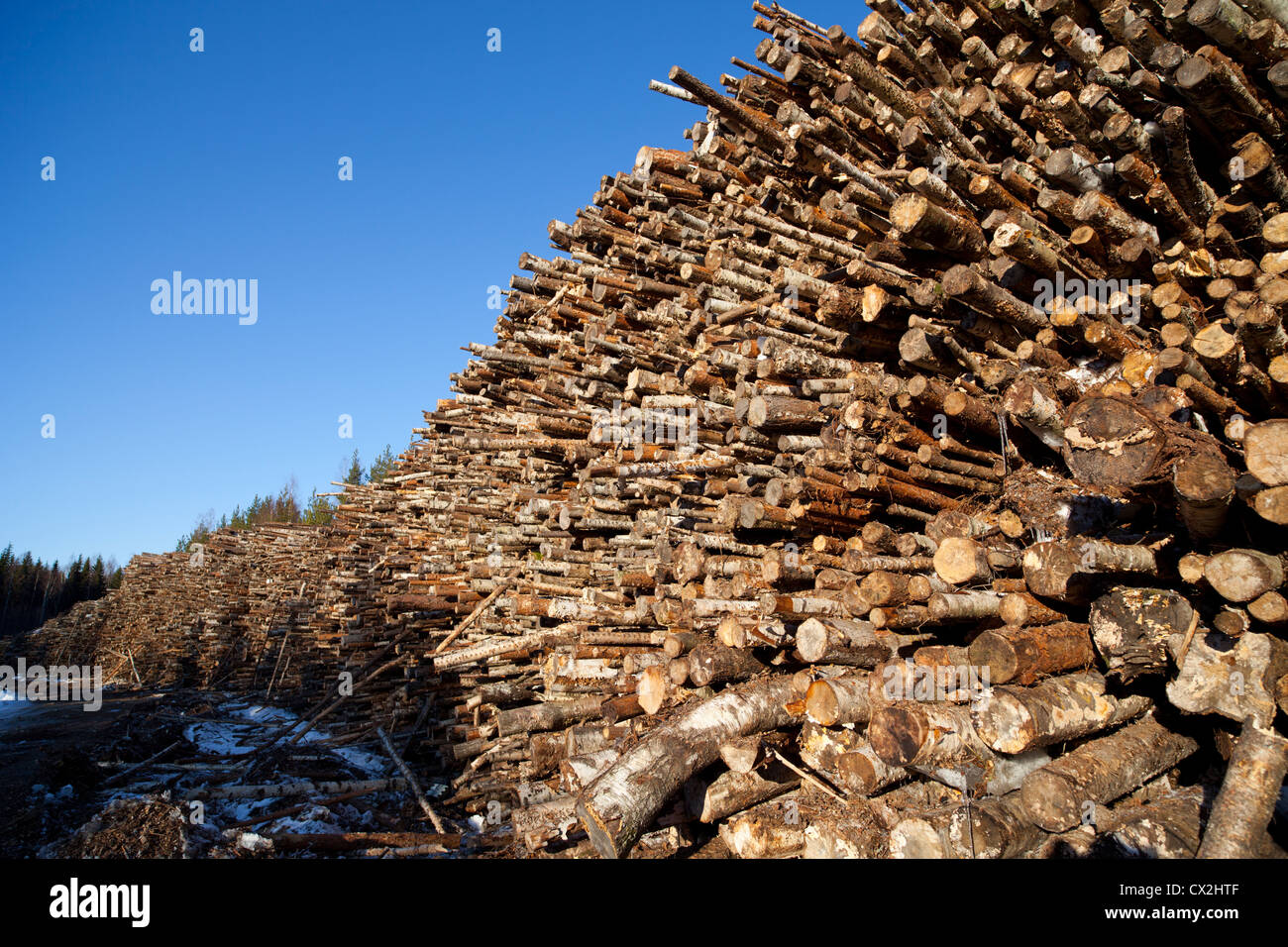 Inventory pile of old rotten and decaying timber ( mainly birch ...