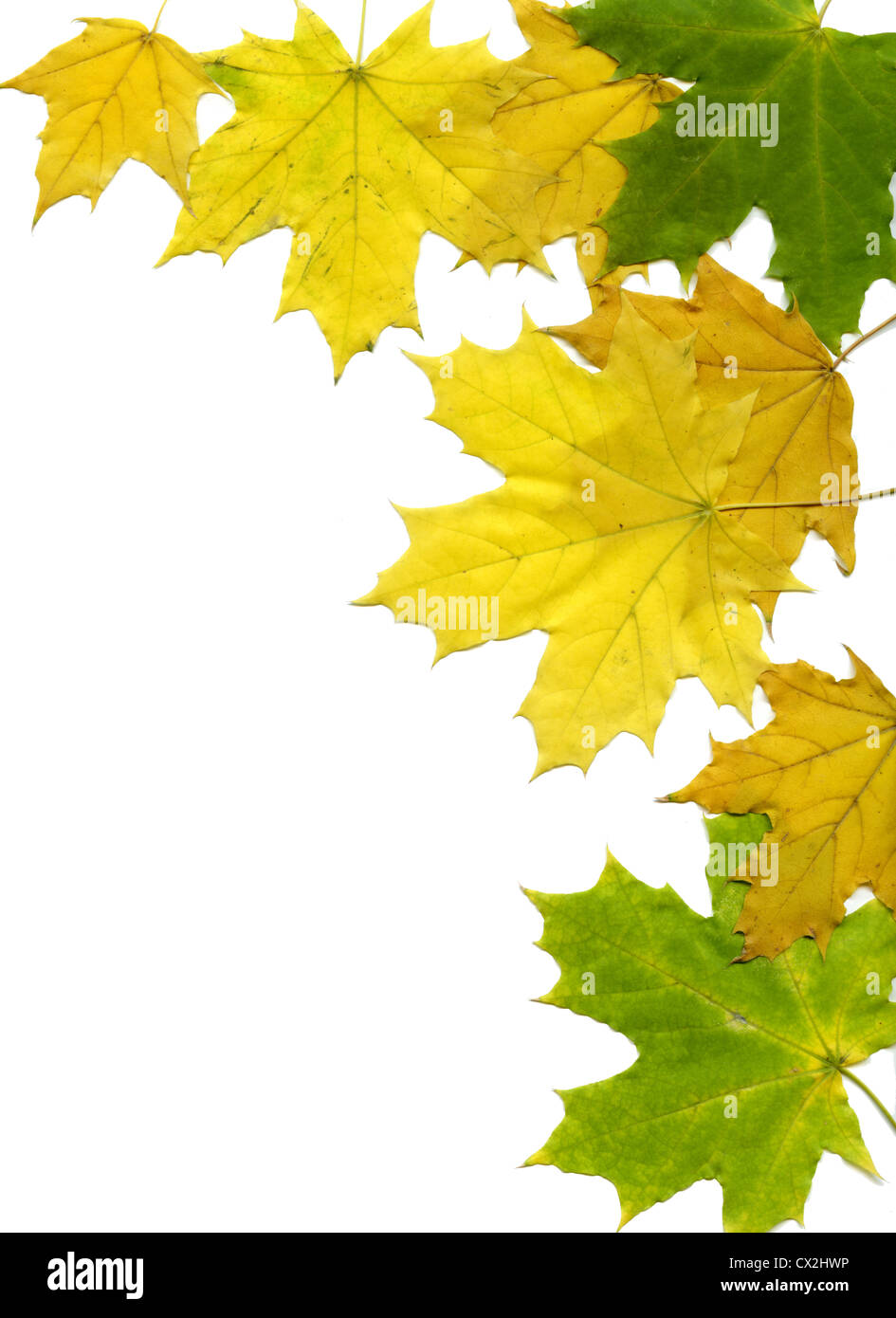 frame of maple leafs Stock Photo - Alamy