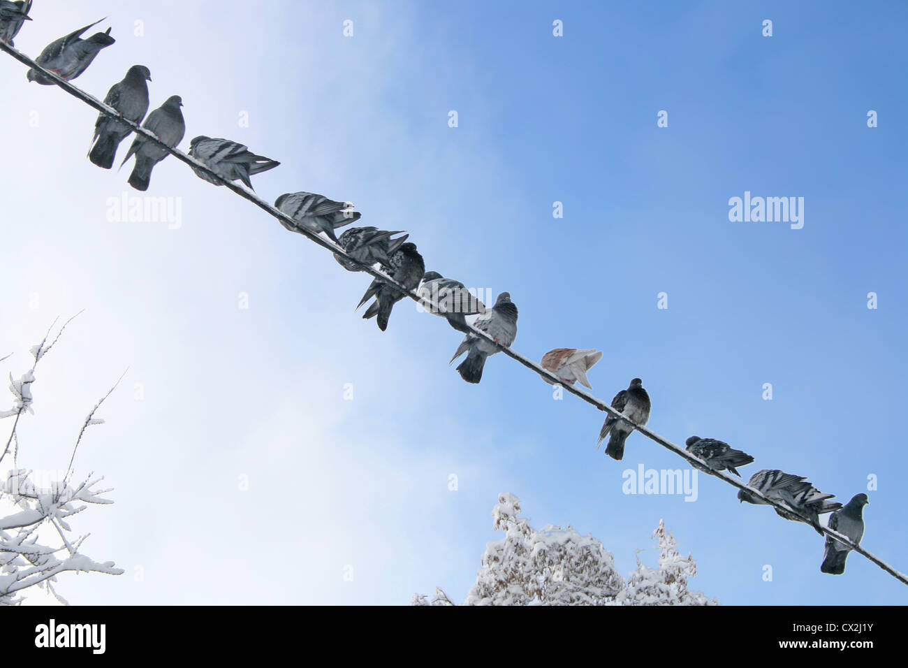 Black pigeon on pole hi-res stock photography and images - Alamy