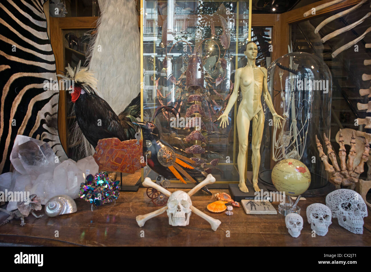 The Evolution Store in Spring Street Soho sells Skulls, Skeletons , New ...