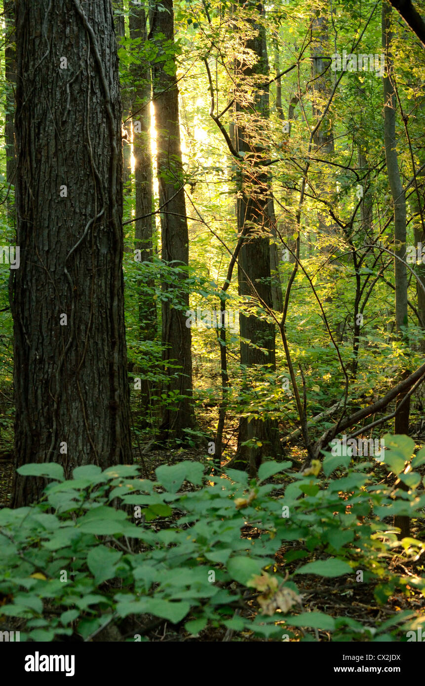Forest trees and ground cover Stock Photo - Alamy