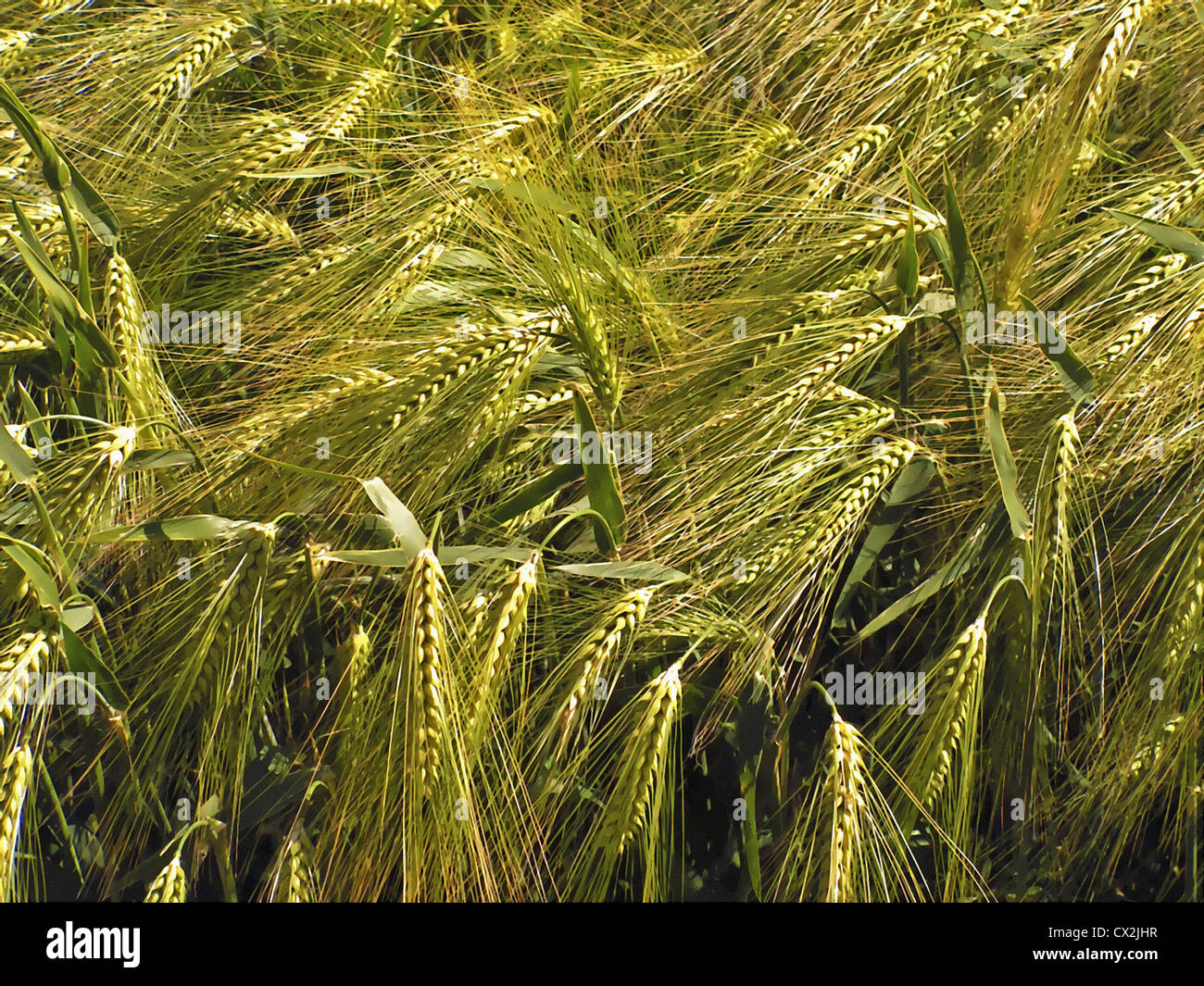 Golden rye field under the sun, drawing effect Stock Photo - Alamy