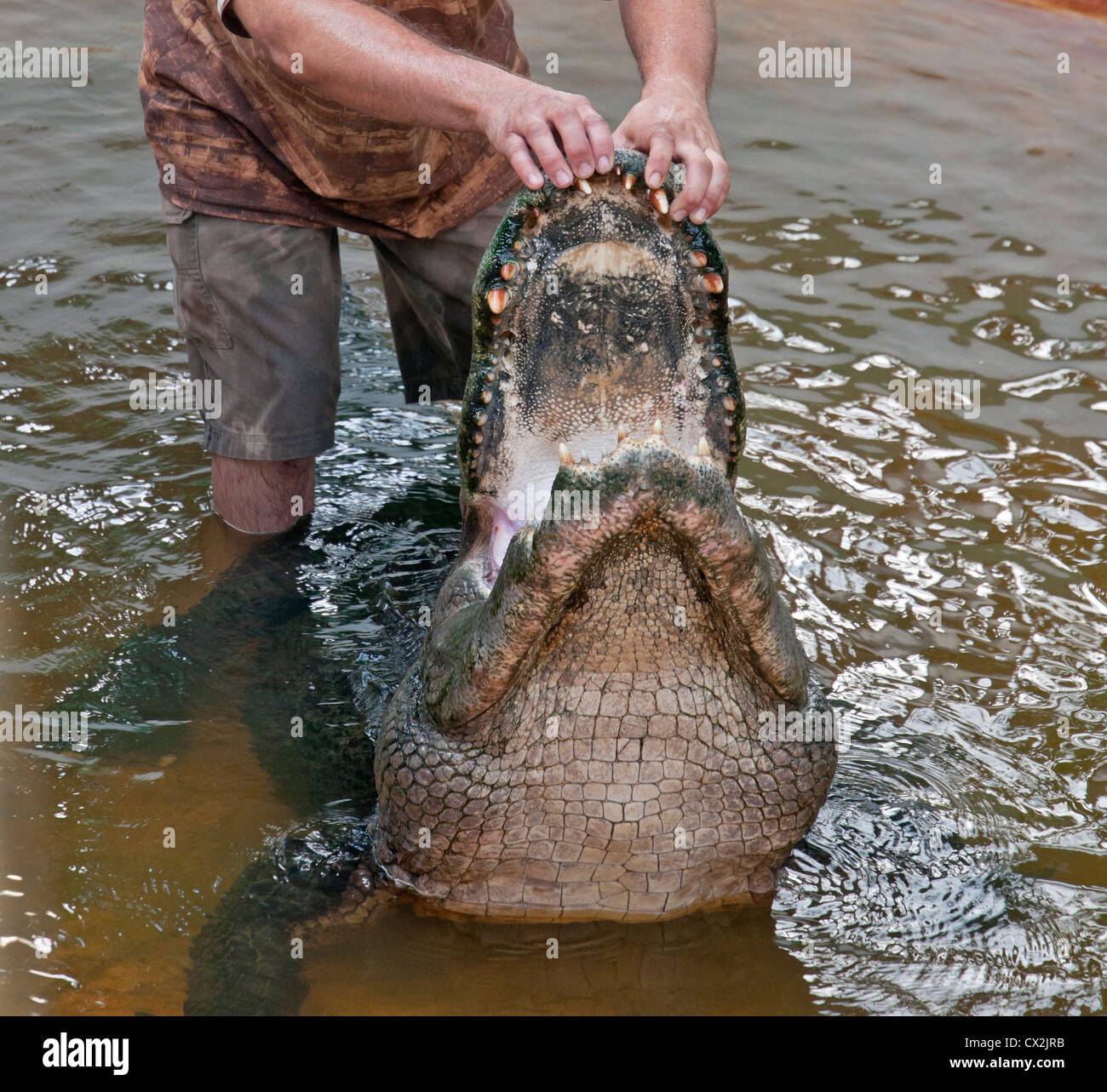 Jungle Queen cruise features a Tropical Isle with alligator wrestling ...