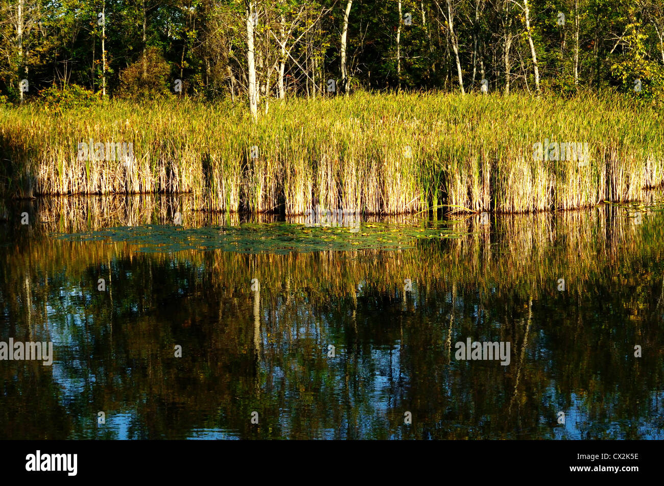 Wetland preservation hi-res stock photography and images - Alamy