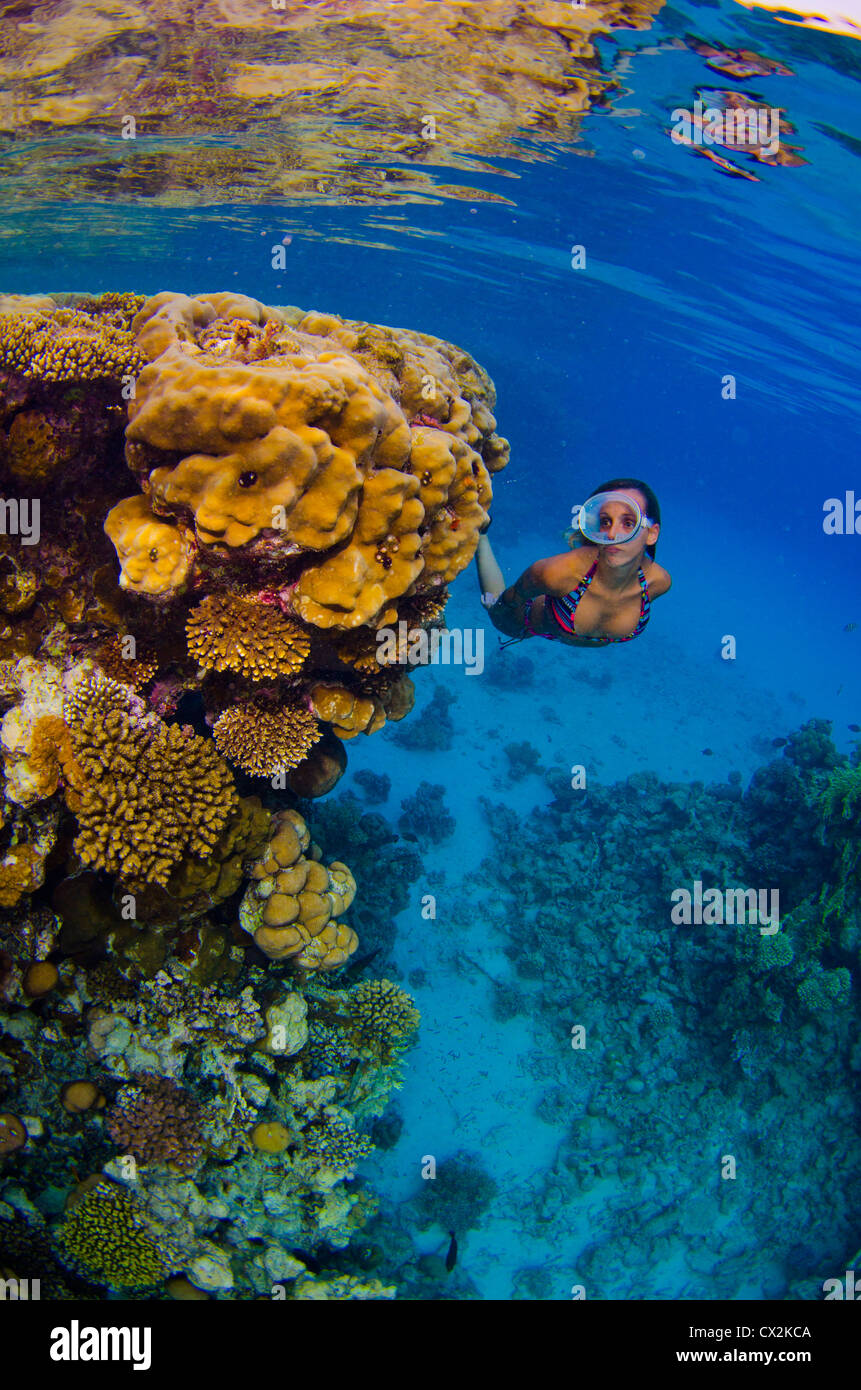 Red Sea, underwater, coral reef, sea life, marine life, ocean, scuba ...