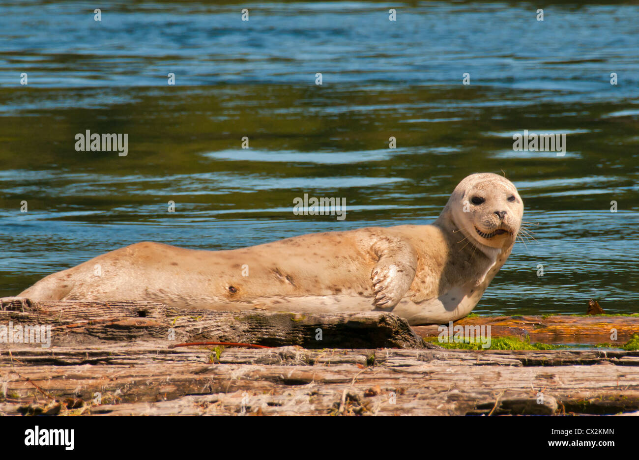 Harbor seals hi-res stock photography and images - Alamy