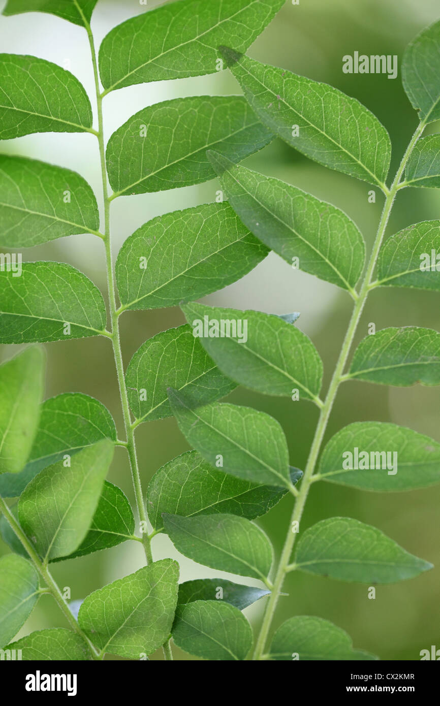 Green curry leaves - sweet neem leaves for backgrounds Stock Photo - Alamy