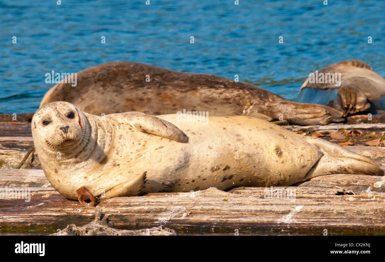 Harbor seals sunning themselves on a log boom in the Puget Sound ...