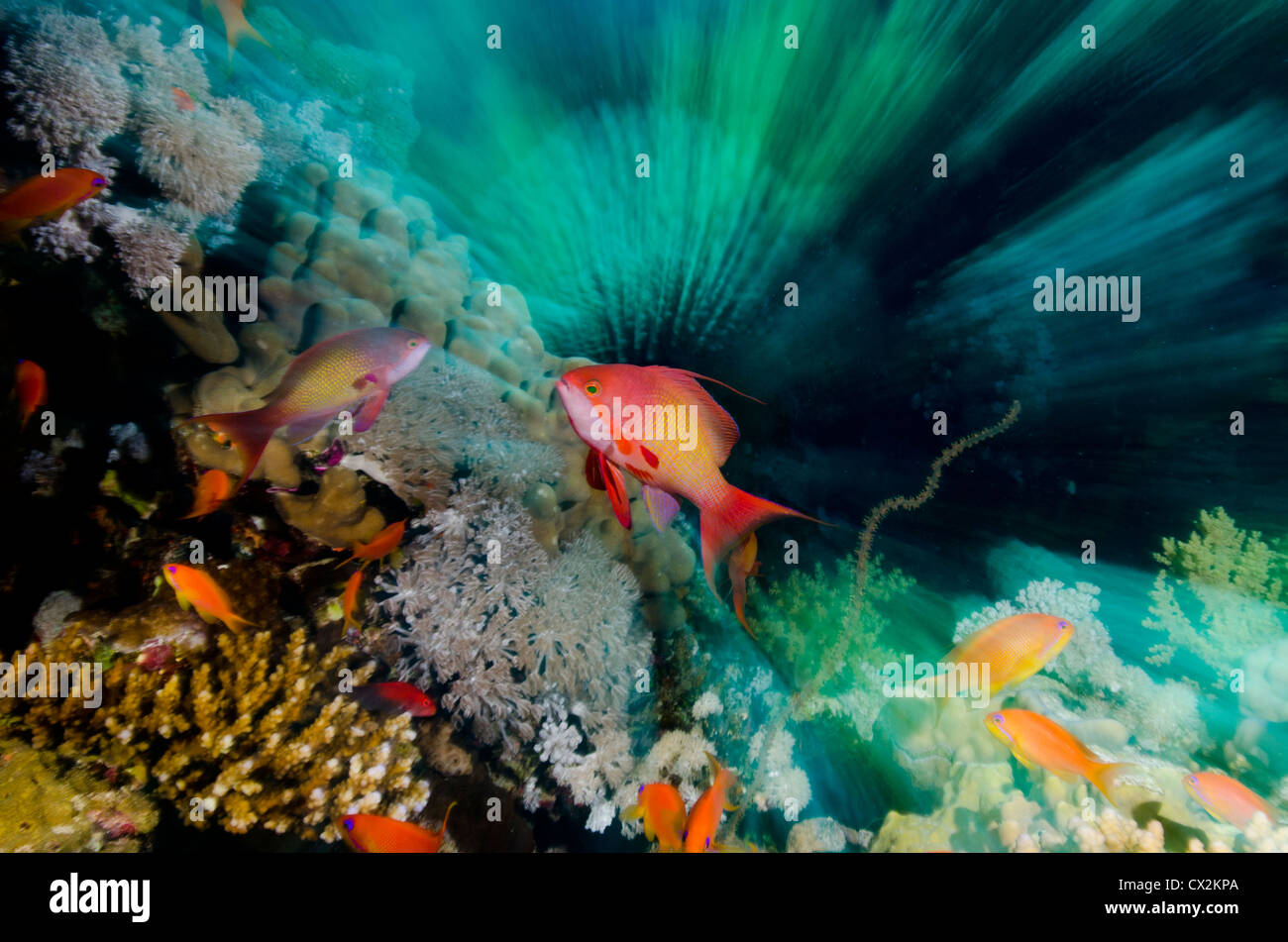 Red Sea, underwater, coral reef, sea life, marine life, ocean, scuba ...