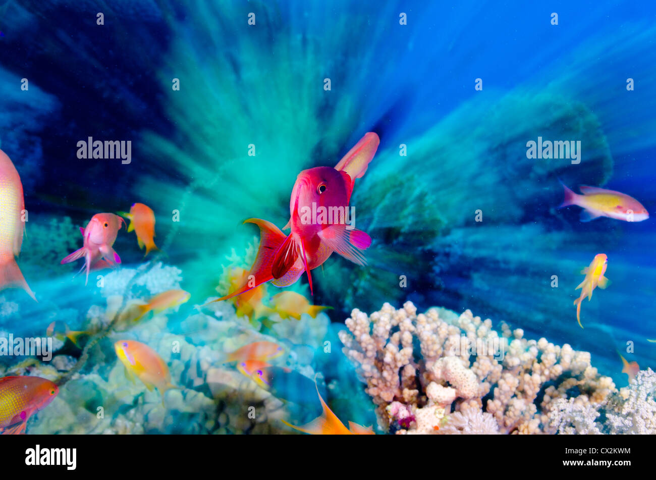 Red Sea, underwater, coral reef, sea life, marine life, ocean, scuba ...