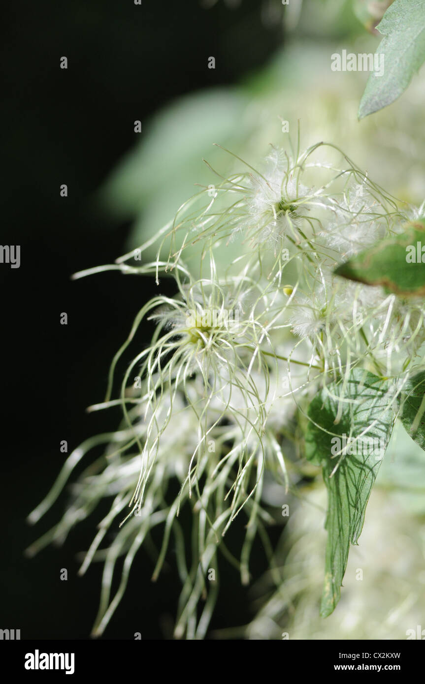Old mans beard flower hi-res stock photography and images - Alamy