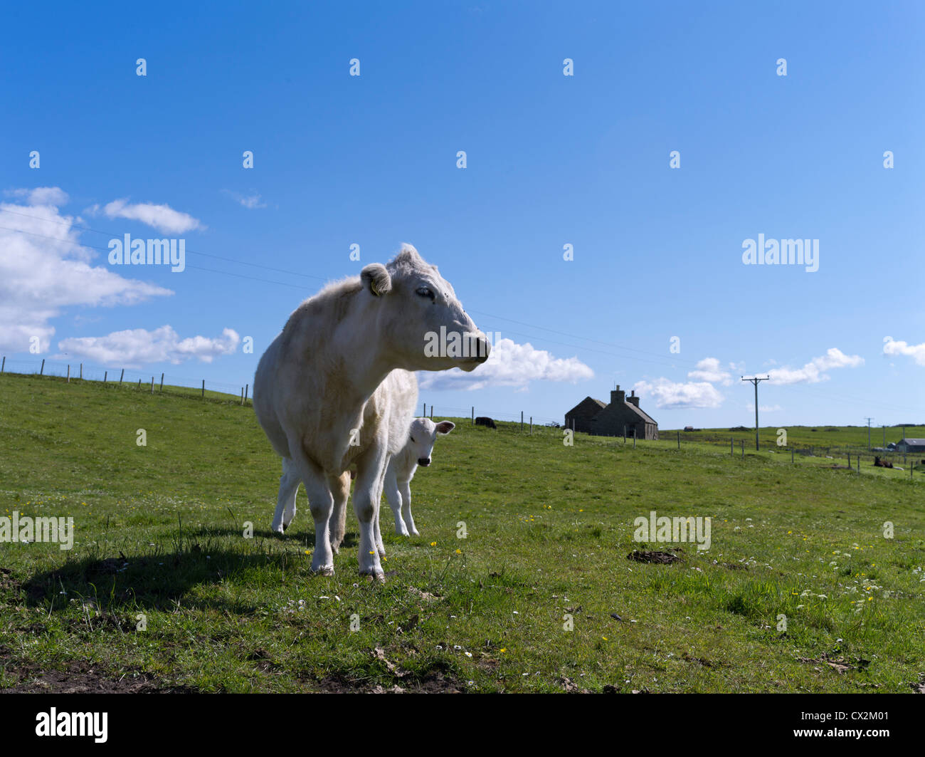 dh ANIMALS UK Belgium Blue cross bred cow and calf in field cottage ...