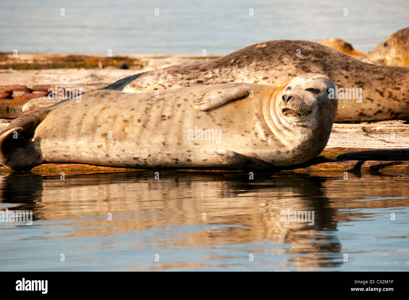 Harbor seals sunning themselves on a log boom in the Puget Sound, near ...