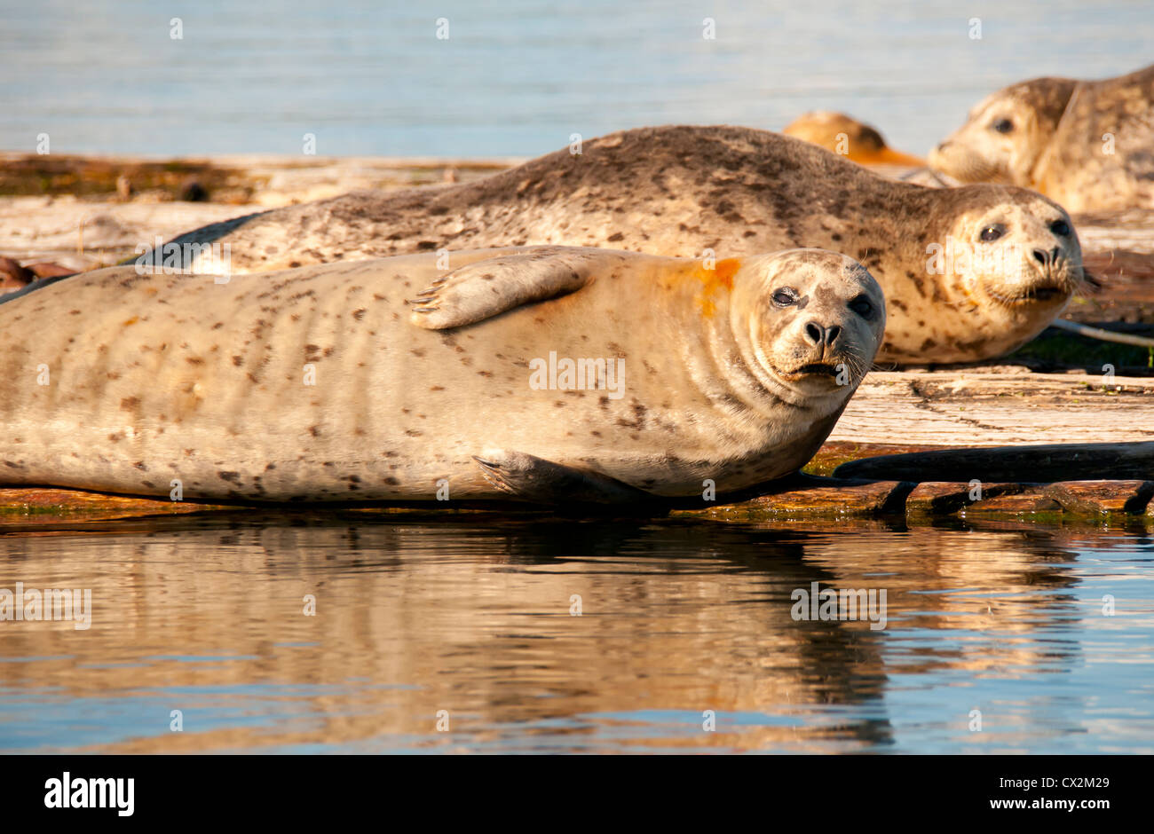 Harbor seals sunning themselves on a log boom in the Puget Sound, near ...