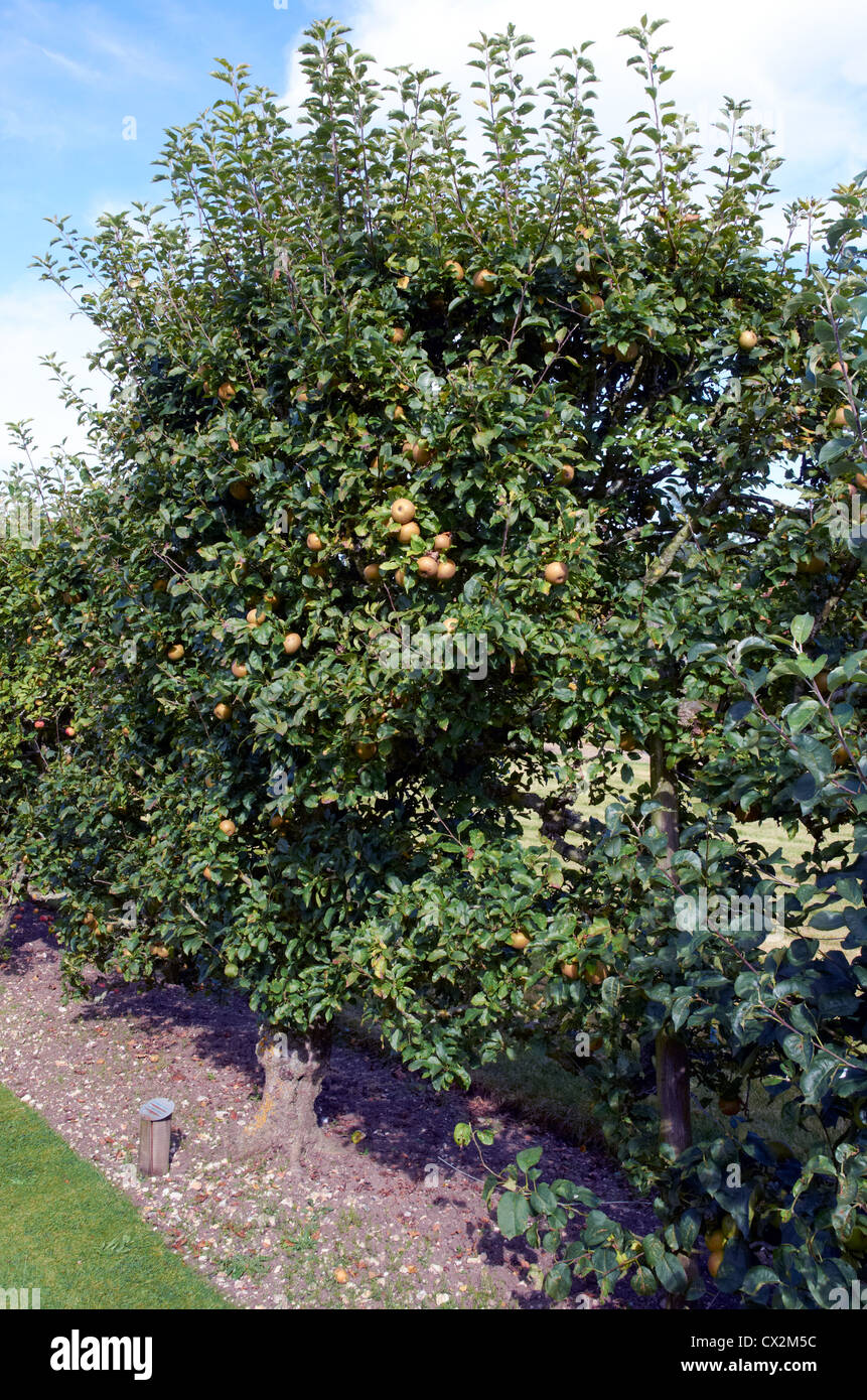 Espalier apple tree hi-res stock photography and images - Alamy
