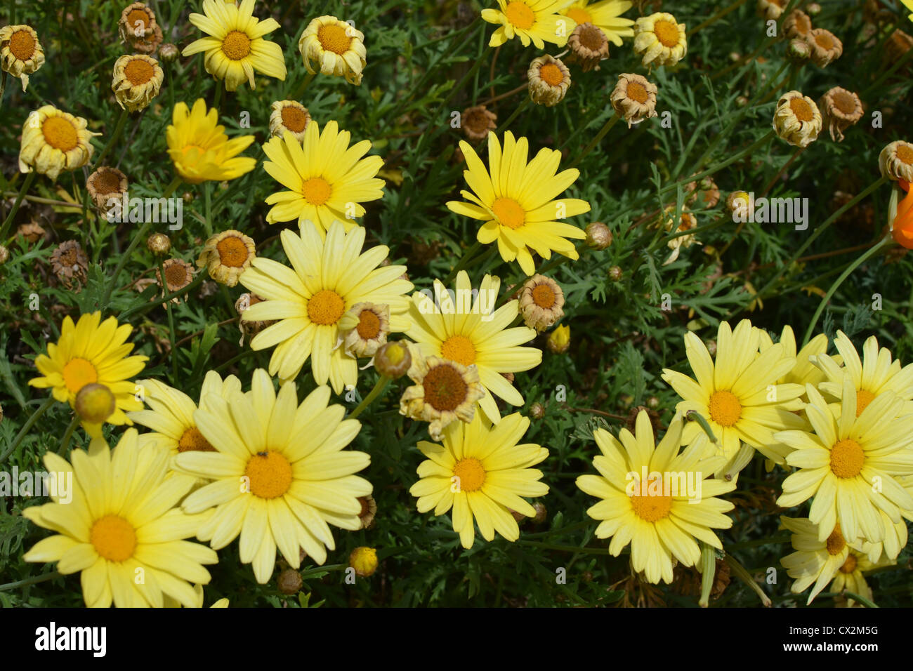 Yellow Flowers in Spring Stock Photo - Alamy