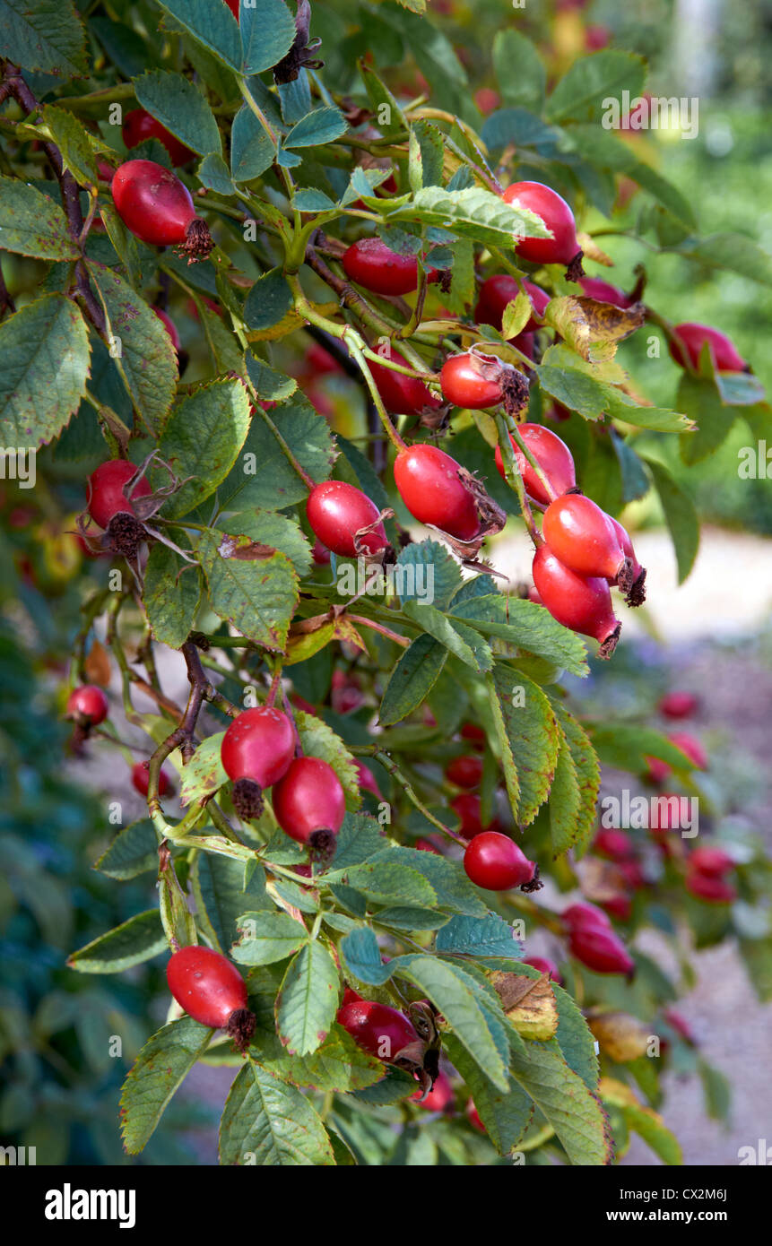 Grow rose hips hi-res stock photography and images - Alamy