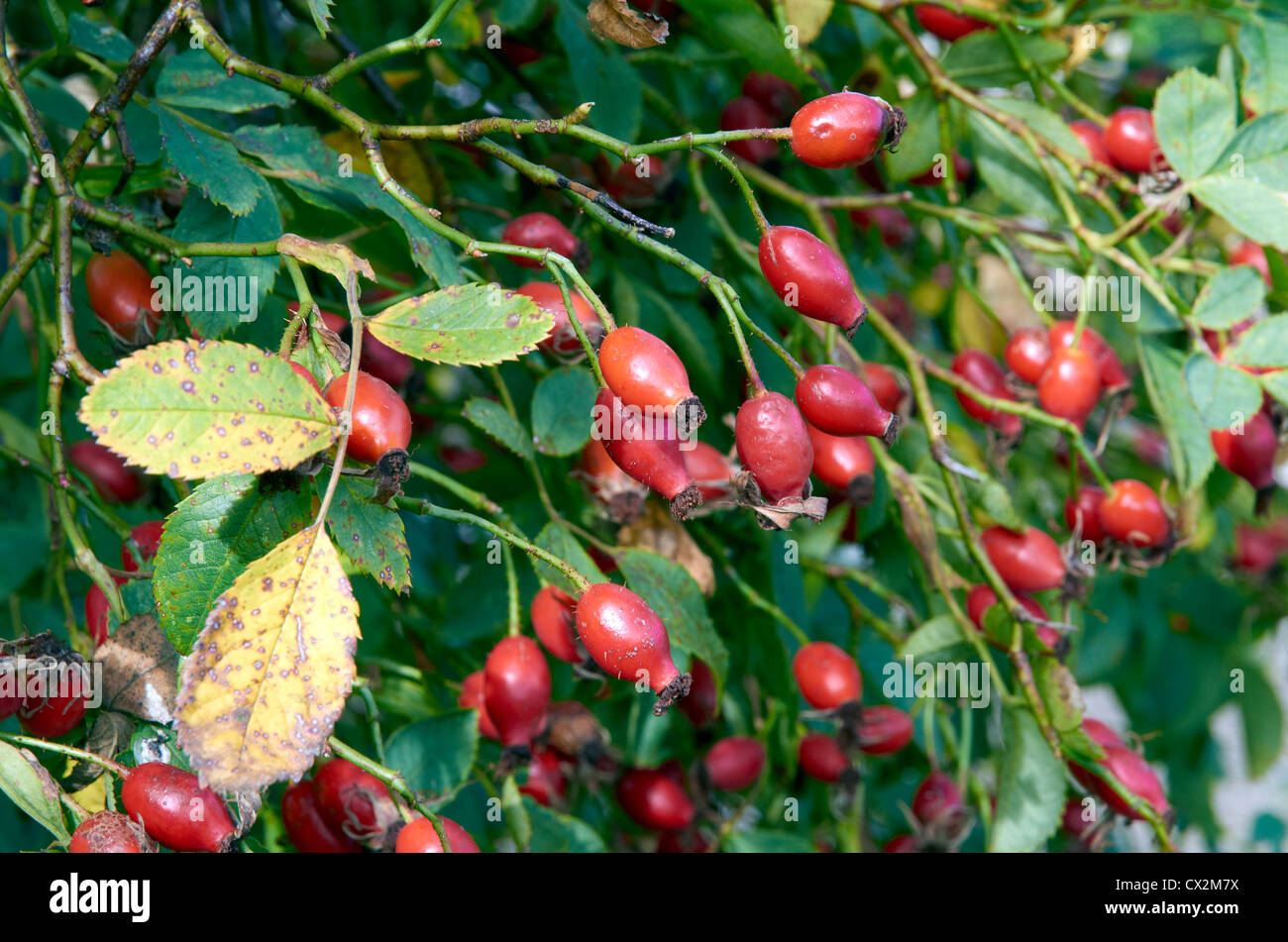 Rose haw hi-res stock photography and images - Alamy