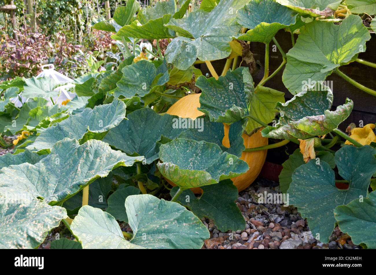 Atlantic giant pumpkin hi-res stock photography and images - Alamy
