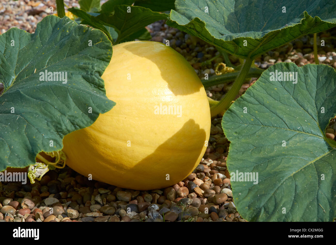 Pumpkin "Dill's Atlantic Giant Stock Photo - Alamy