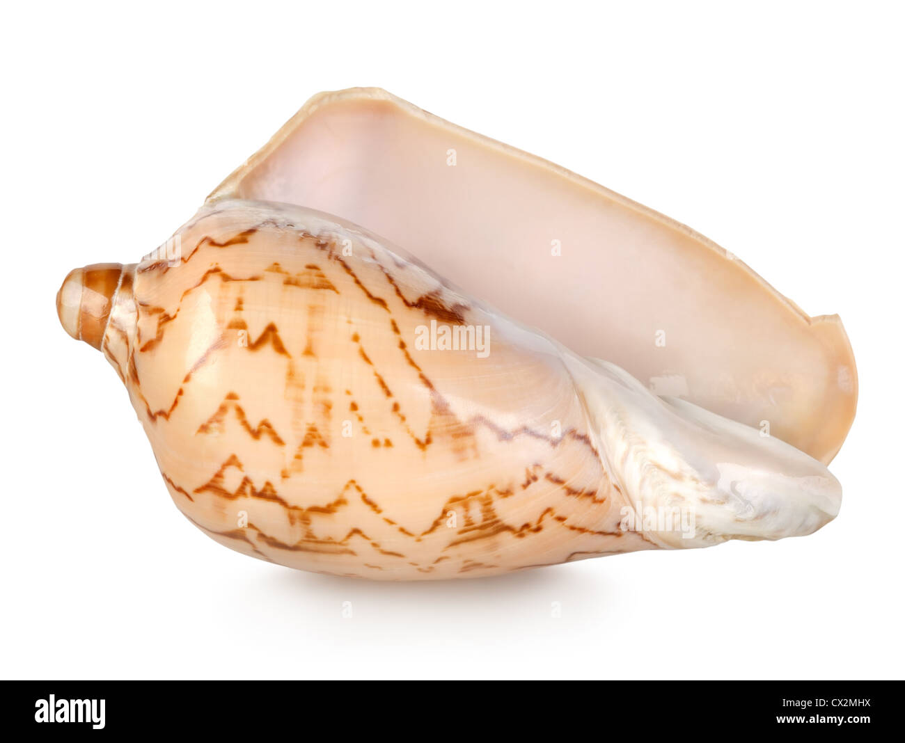 Colorful sea shell isolated on a white background Stock Photo - Alamy