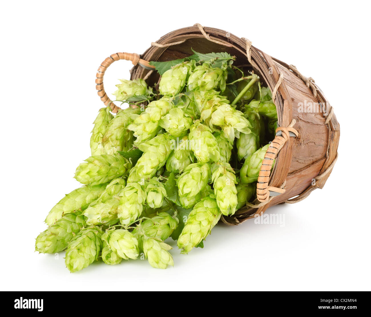 Hops in a wooden basket isolated on white background Stock Photo - Alamy