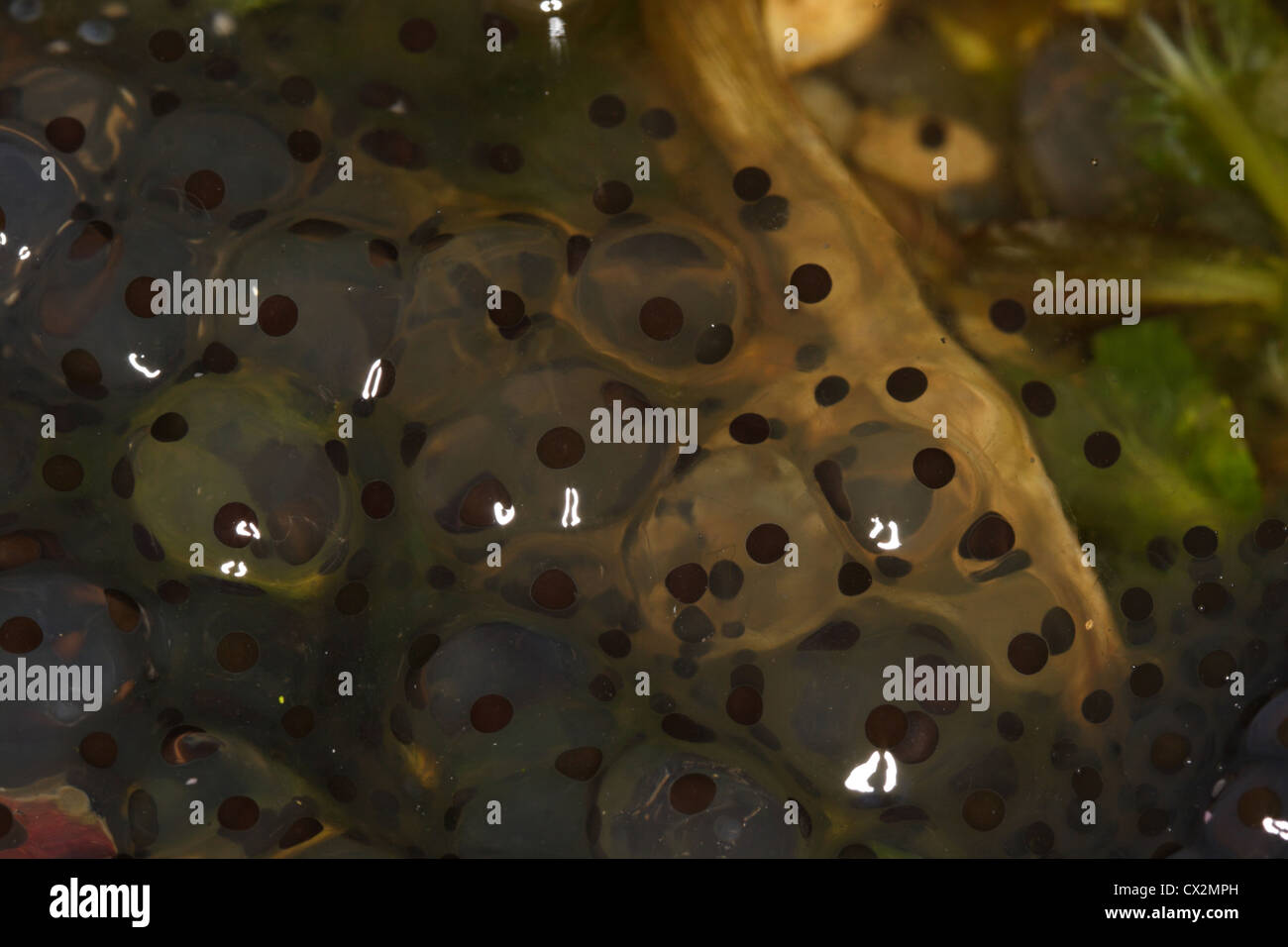 Frogspawn jelly hi-res stock photography and images - Alamy