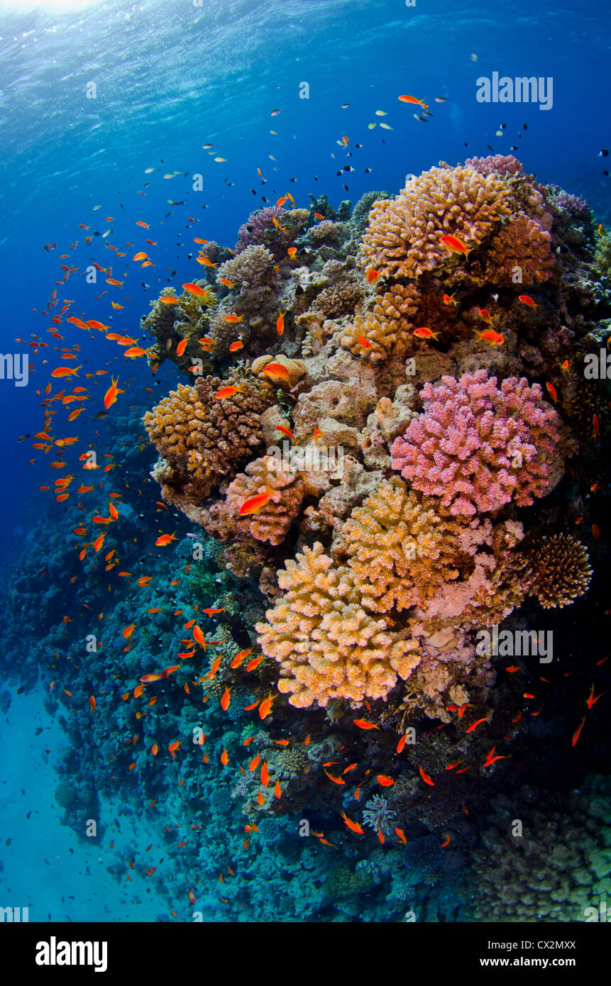 Red Sea Reef Fish High Resolution Stock Photography and Images - Alamy