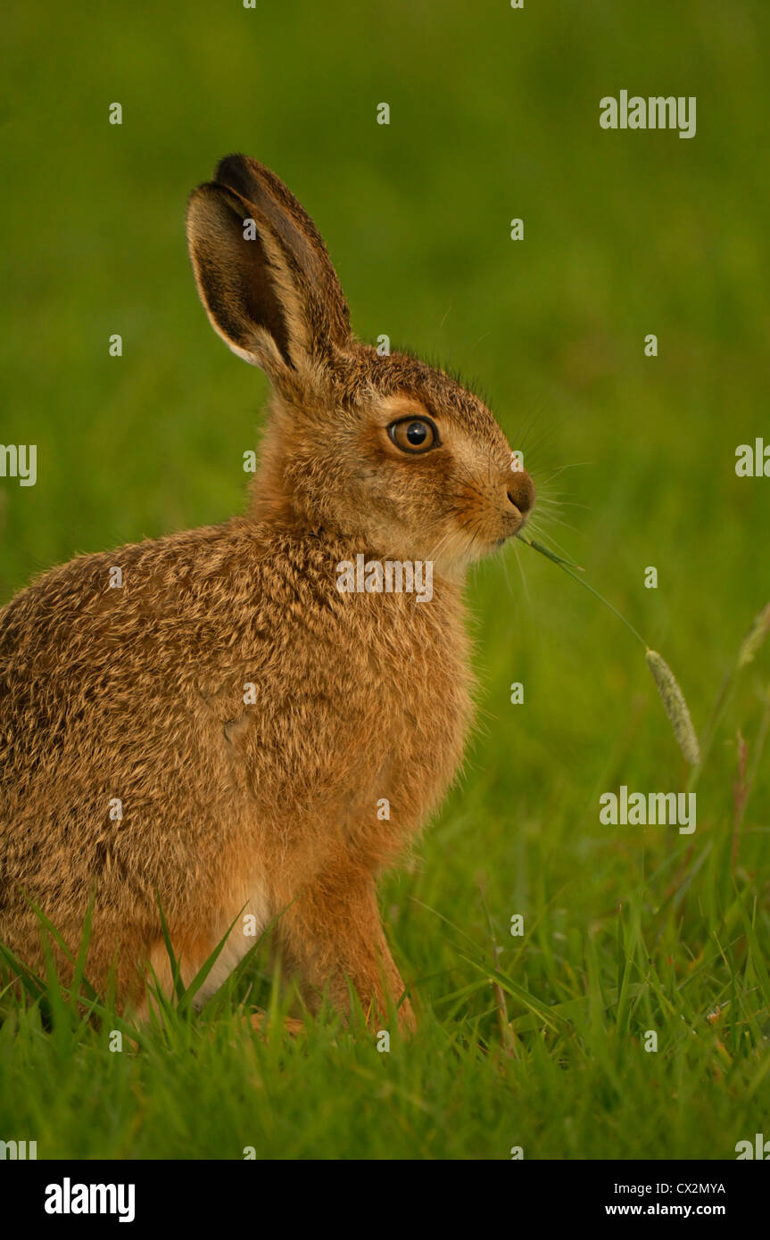 Brown Hare Lepus capensis Leveret chewing on grass stem, Essex, June ...