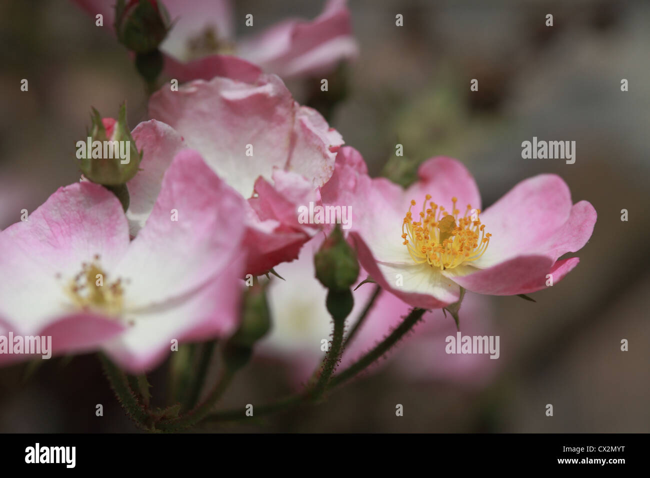 Classic pink rose hi-res stock photography and images - Alamy
