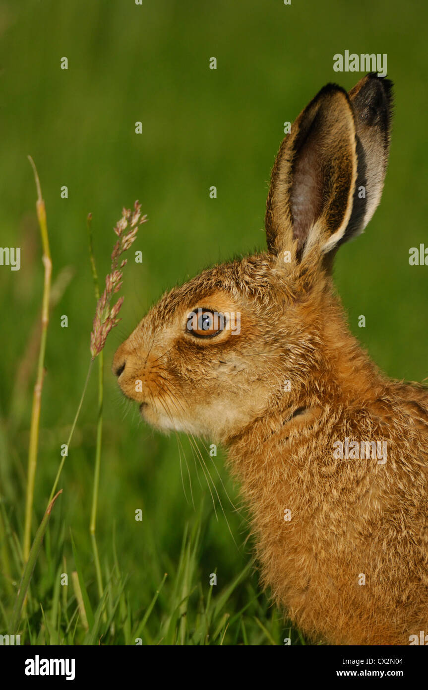 Brown Hare Lepus capensis Leveret staring intently at grasses, Essex ...