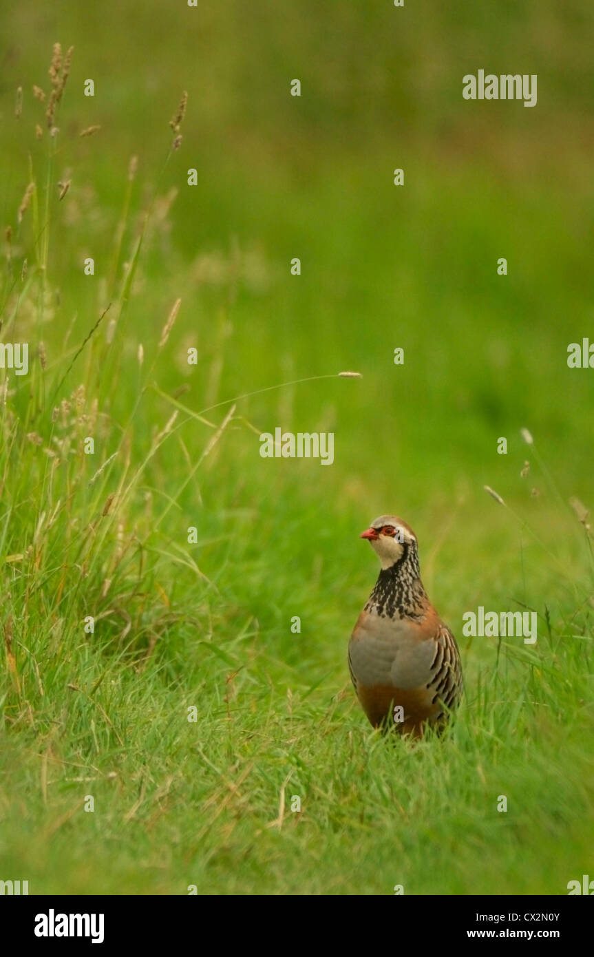 Red legged partridge fly hi-res stock photography and images - Alamy