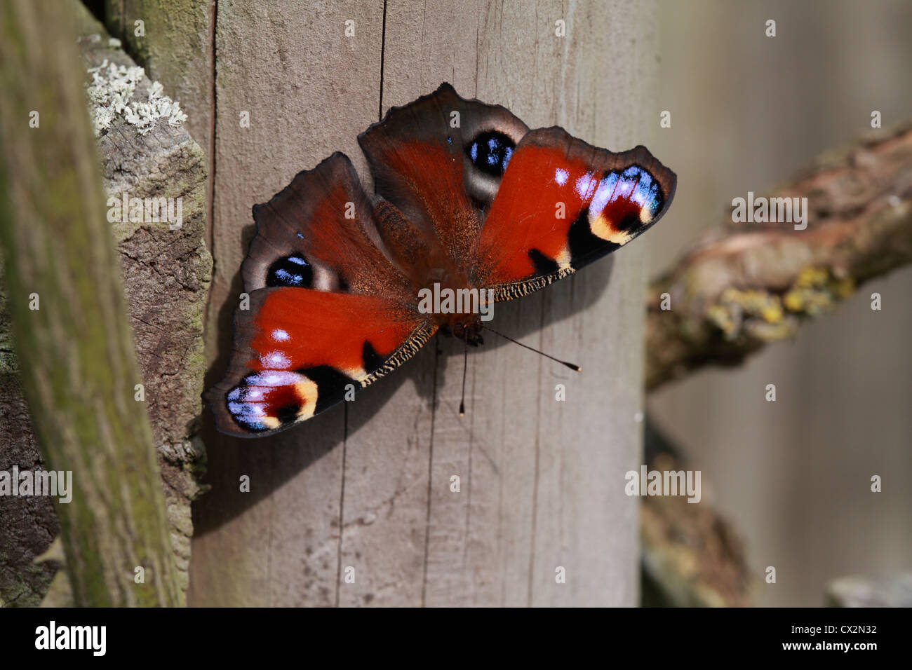 Peacock butterfly (Inachis io Stock Photo - Alamy