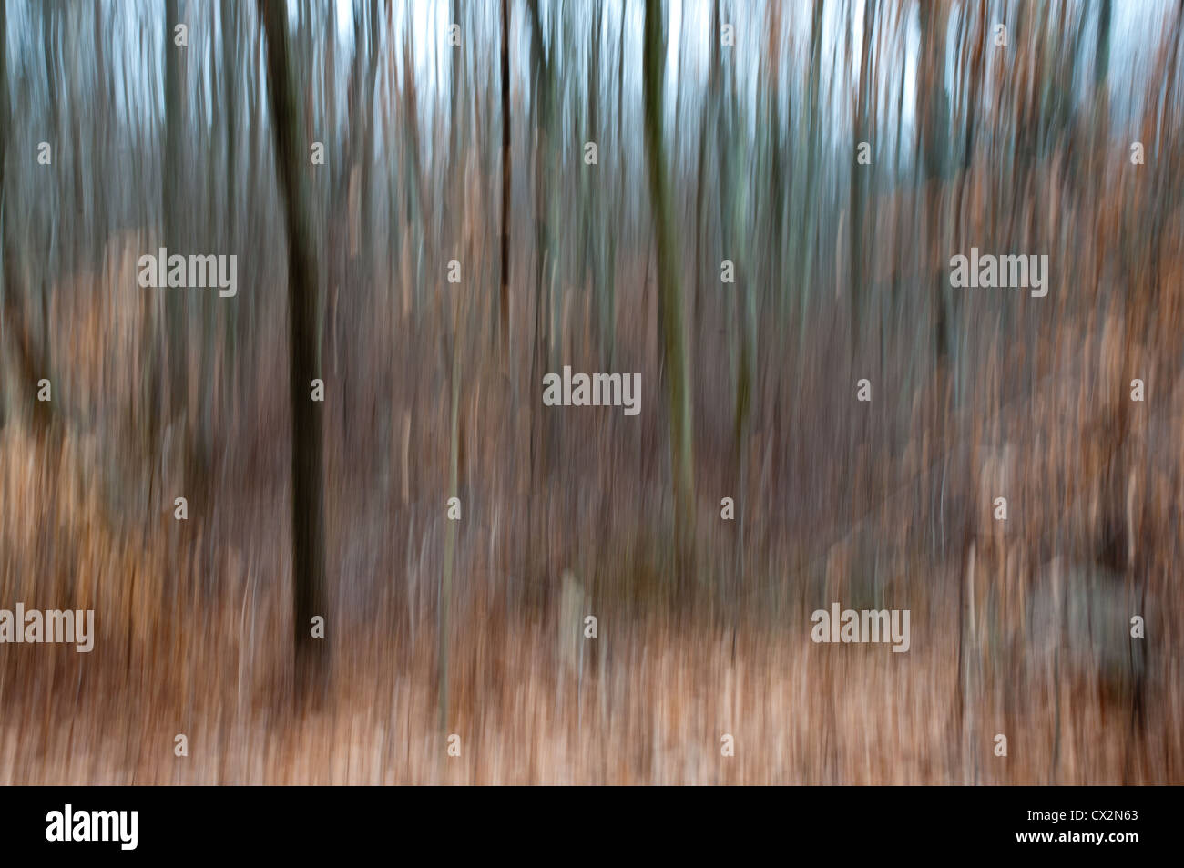 The late winter, snowless forest of Gloucester, MA. Abstract Stock ...