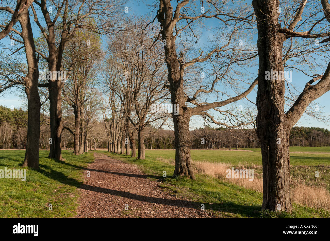 Appleton Farms in ipswich and Hamilton, Massachusetts. Old tree-lined ...