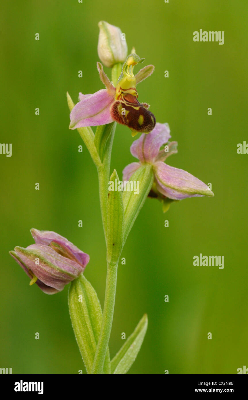 Bee Orchid Ophrys apifera close up of floret showing dew drops and bee ...