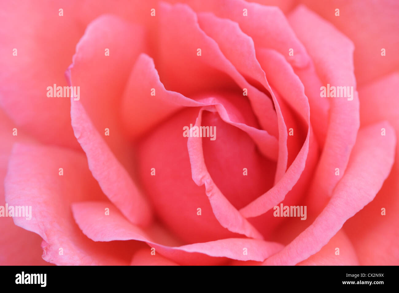 Classic Pink Rose Stock Photo - Alamy