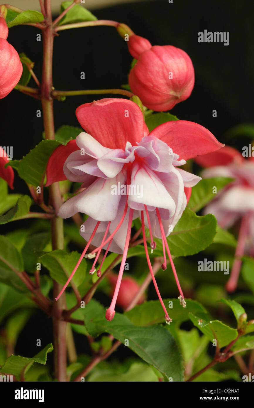 Fuschia plant hi-res stock photography and images - Alamy