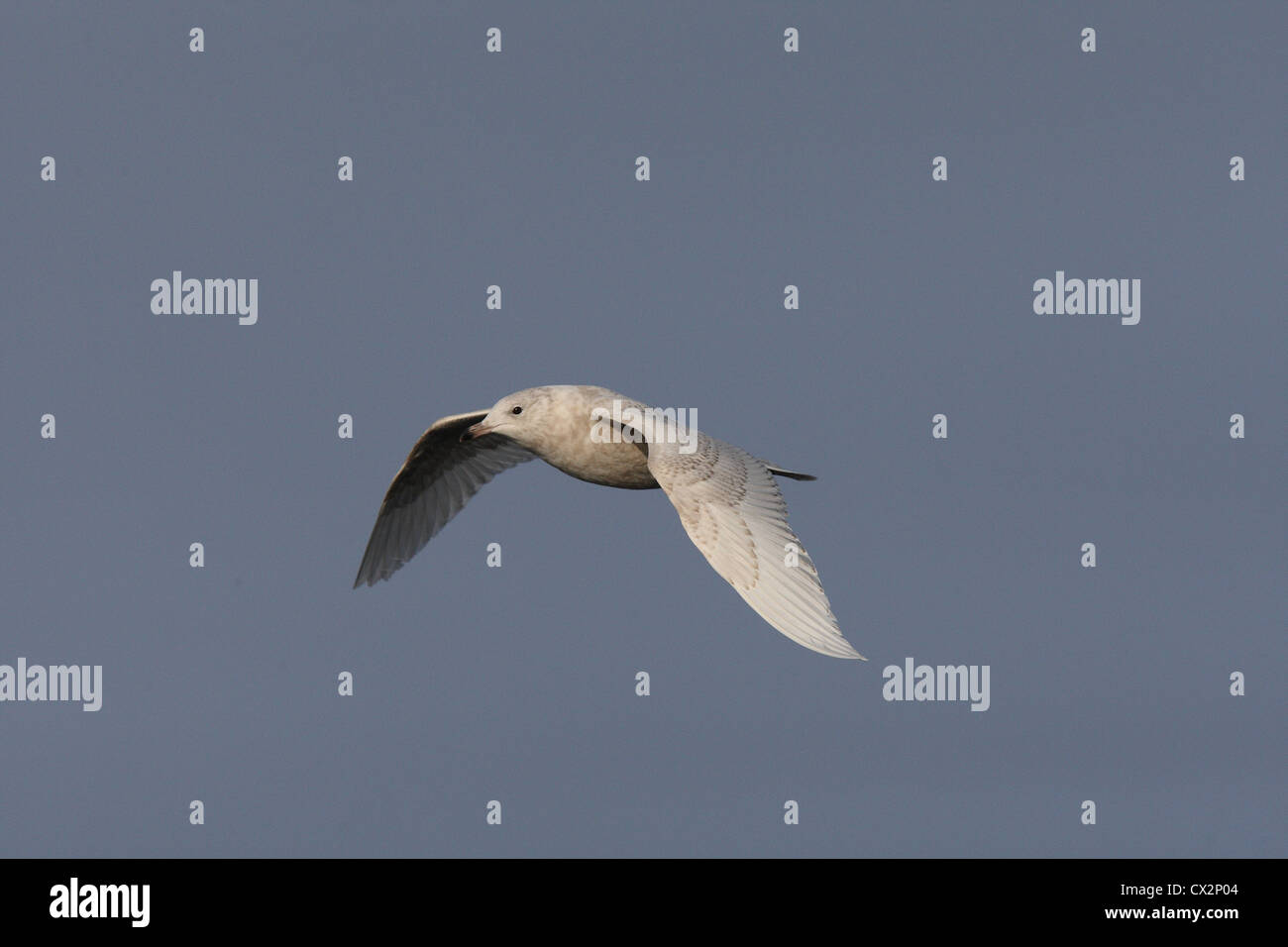 First winter Iceland Gull Larus glaucoides, Shetland, Scotland, UK ...