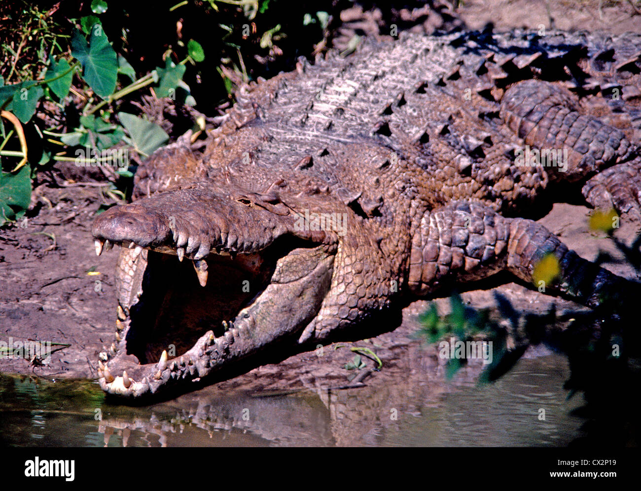 The gaping jaw of a Florida alligator Stock Photo - Alamy